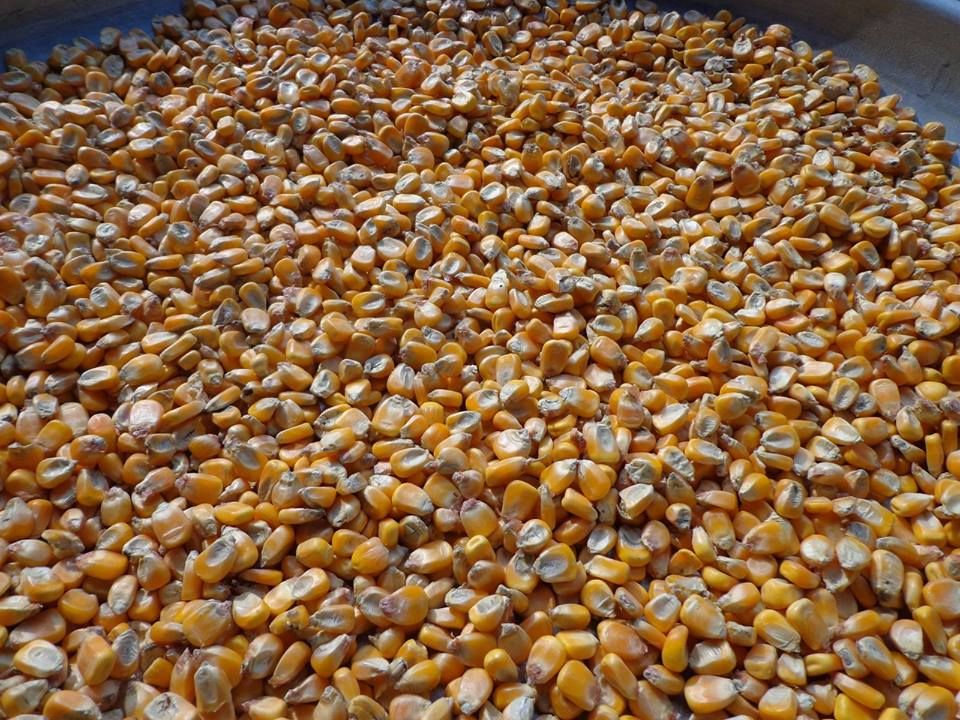 Buy Well Dried Yellow Corn ( Maize ) For Sale from Camagro exporters ...