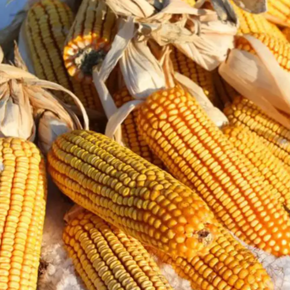 Buy Yellow Corn/ White Corn For Human Consumption Non Gmo from Cobra ...