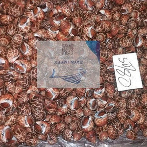 Buy Frozen ( Shellfish ) Topshell from ZAYN IMPEX, Pakistan ...