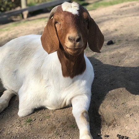Buy Full Blood Live Boer Goats / 100% Pureblood Mature Boar Goat from RYAN EXPORTS TRADING PTY ...