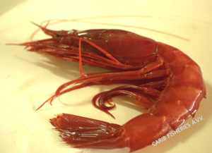 Buy Scarlet Shrimps( Carabineros/ Plesiopenaeus Edwardsianus) from ...