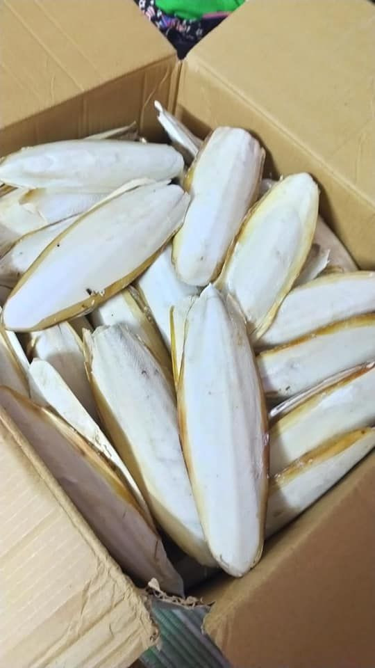 Buy Cuttlefish Bone For Birds Wholesales from Hang Xanh Company Limited ...