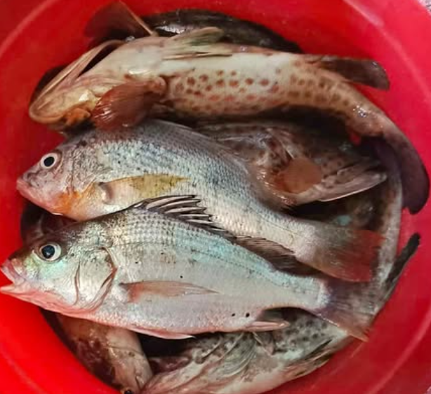 Buy Grouper from PT Savya Coco Provita, Indonesia | Tradewheel.com