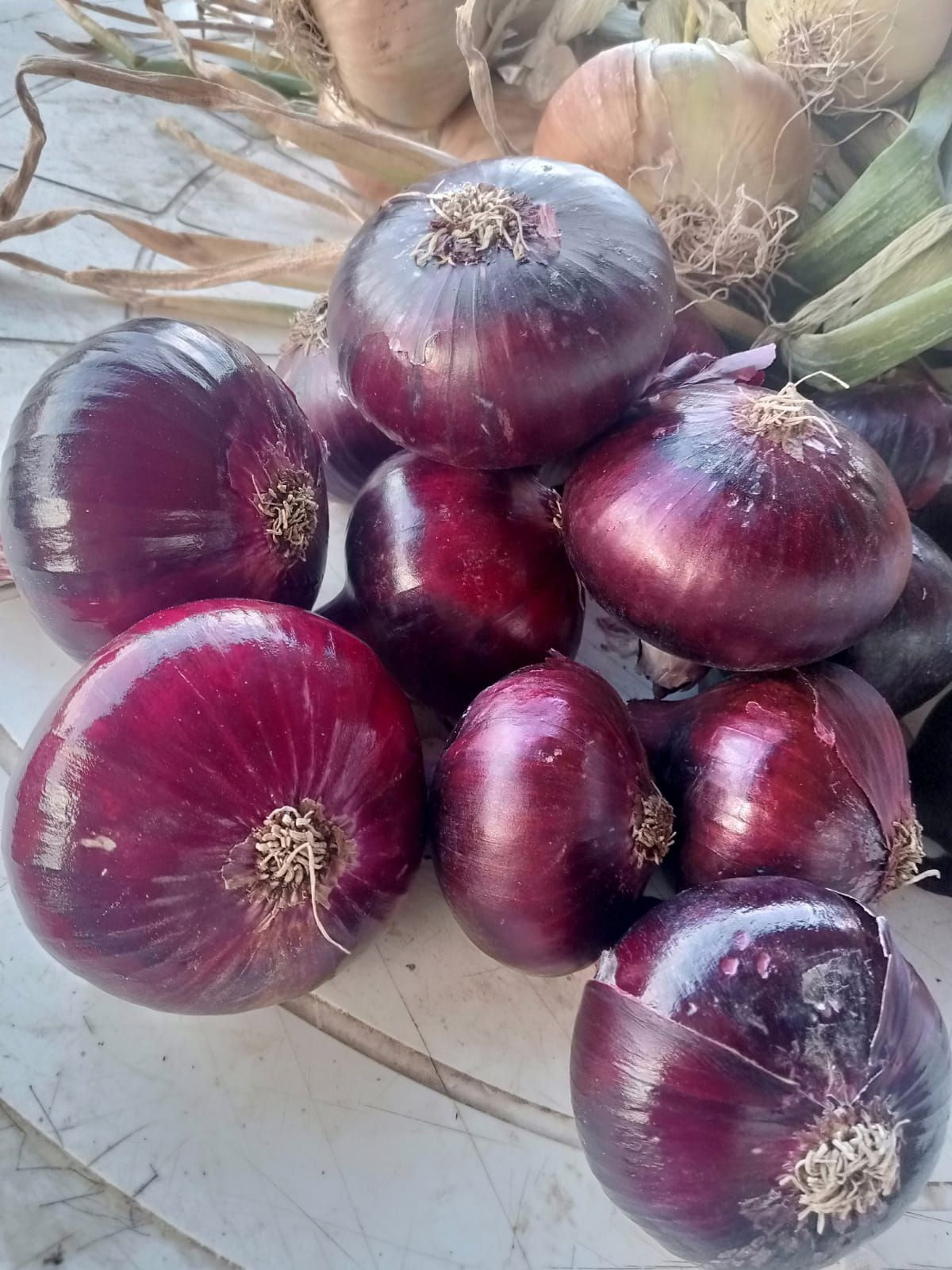 Buy Fresh Onion from Konoz Farm, Egypt | Tradewheel.com