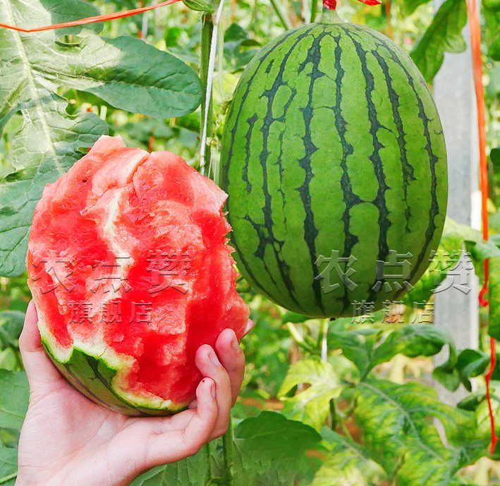 Buy Early Spring 2k Watermelon Seed Small Watermelon Gift Melon Early ...