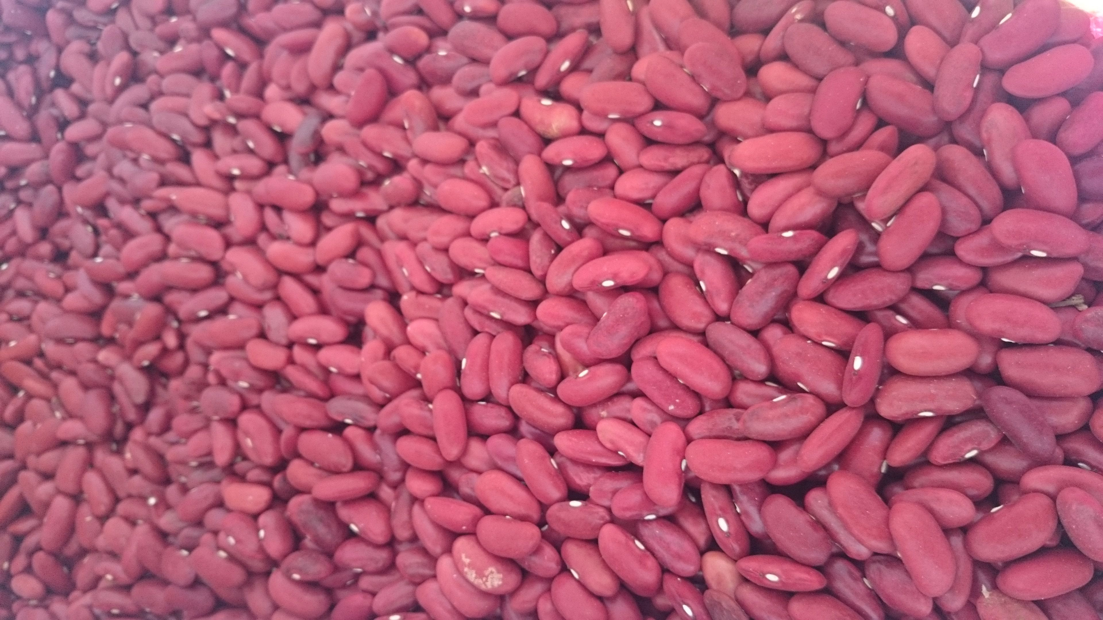 Buy Red Kidney Beans from ASHIRWAD TRADING CO. LTD, Thailand ...