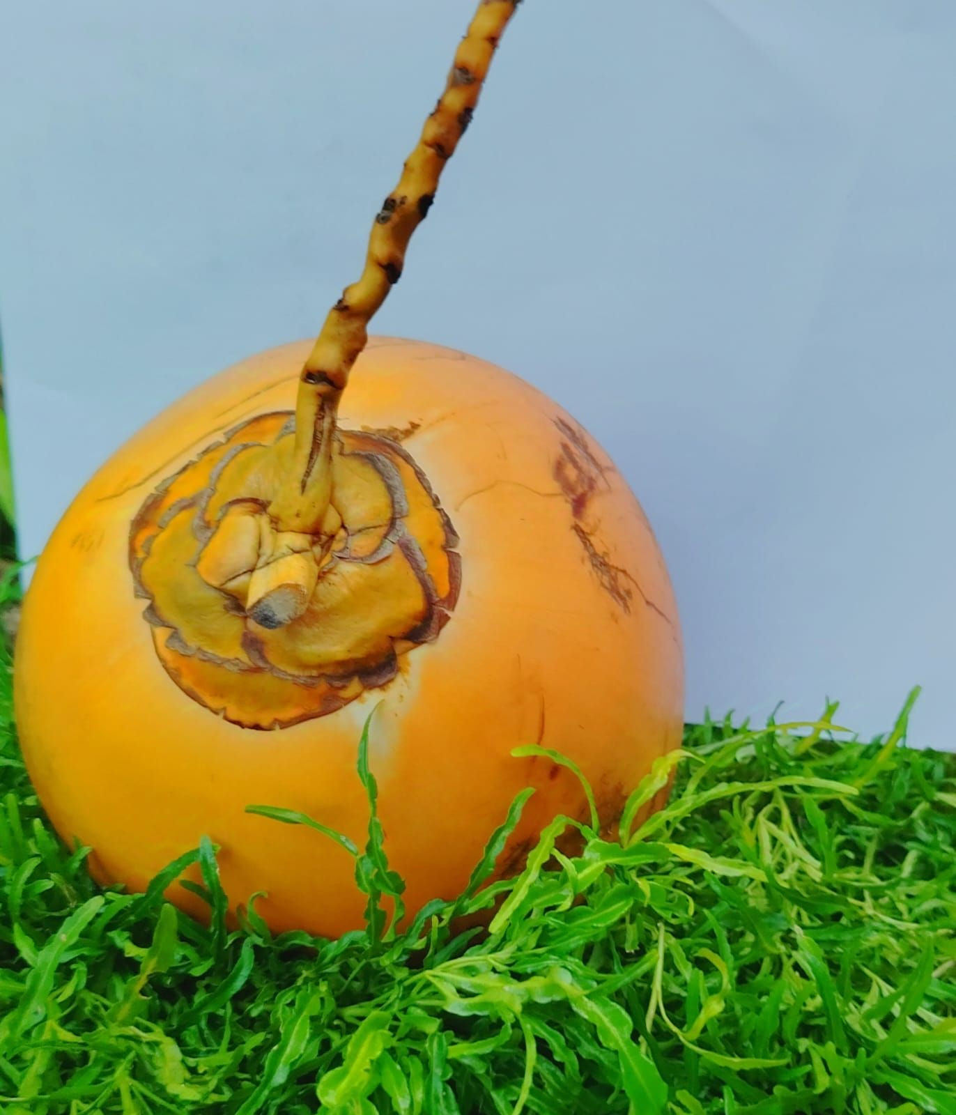 Buy King Coconut from R M G PRODUCT (PVT) LTD, Sri Lanka | Tradewheel.com