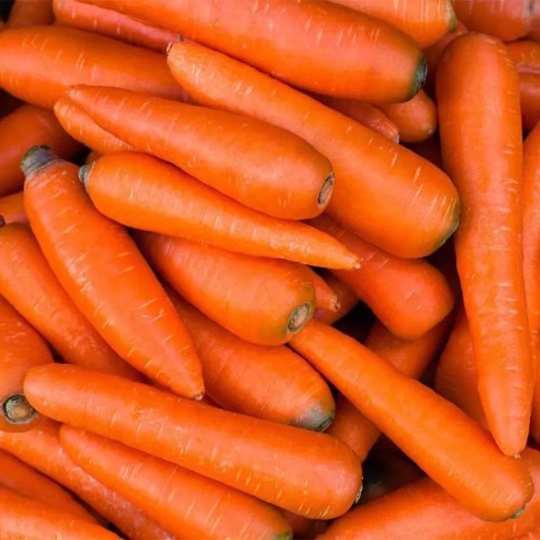 Buy High End Export Quality Fresh Carrots from Shandong Commercial ...
