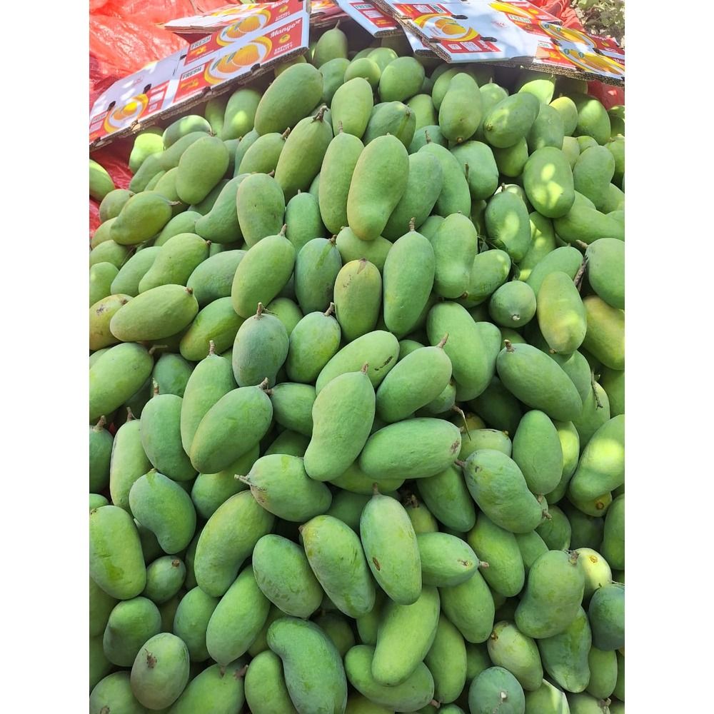 Buy Mango from Sharp Ages, Pakistan | Tradewheel.com