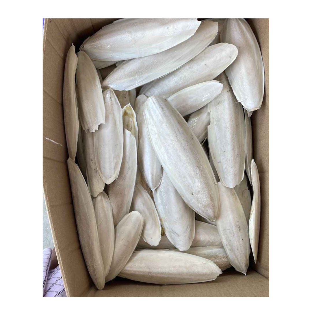 Buy Cuttlefish Bone from Hang Xanh Company Limited, Vietnam ...