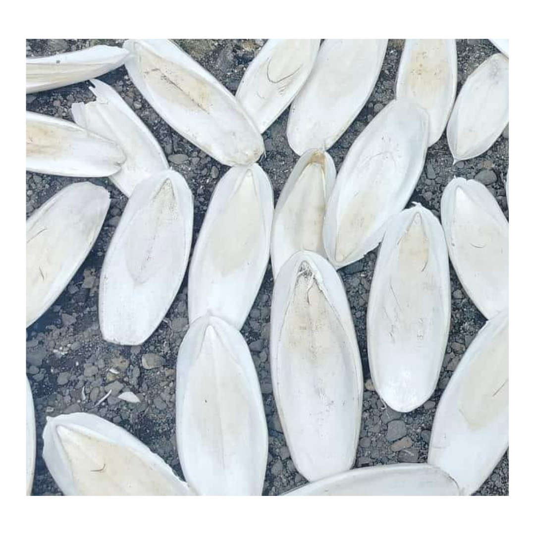 Buy Cuttlefish Bone from Hang Xanh Company Limited, Vietnam ...
