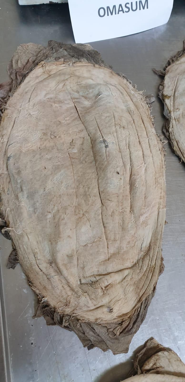 Buy Frozen Beef Omasum - Grade A+ from JBS (SEARA) SA, Brazil ...