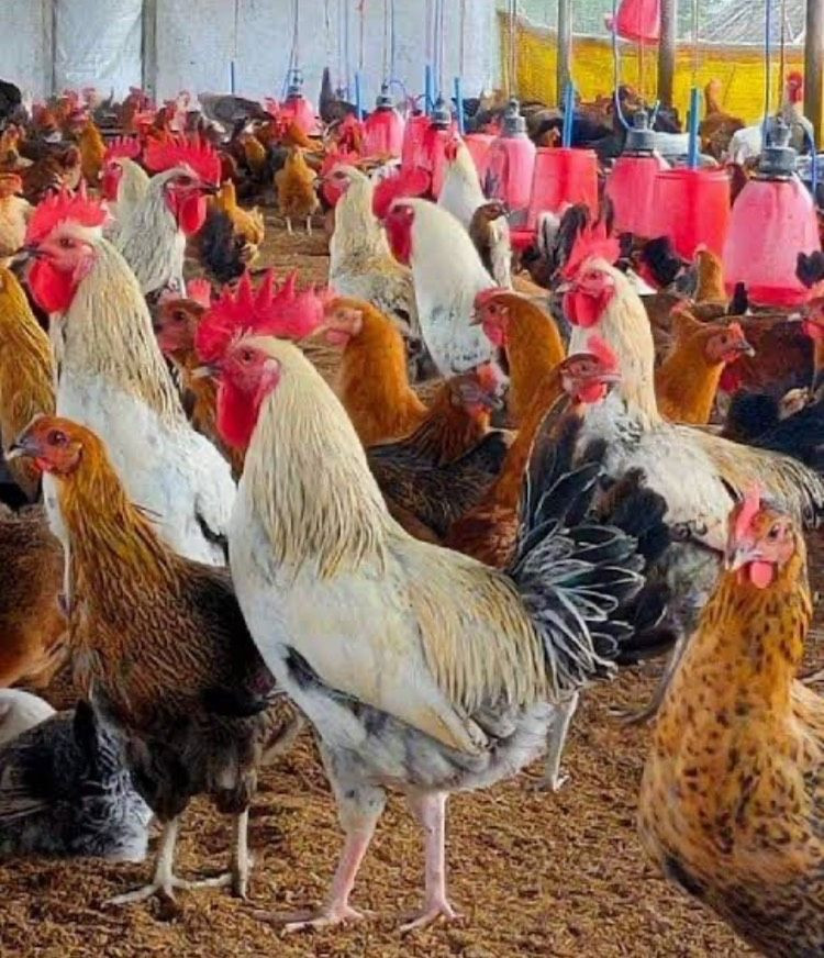 Buy Desi Chicken from sahani agrovet, India | Tradewheel.com