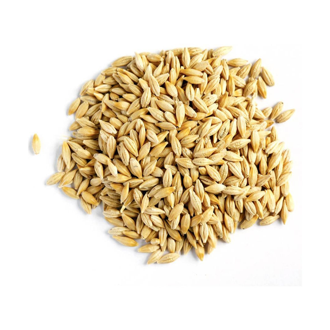 Buy Wholesale Barley Grain Bulk Stock For Breweries Food And Feed from ...