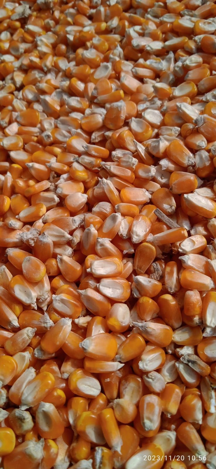 Buy Corn,maize from Sam Impex, India | Tradewheel.com