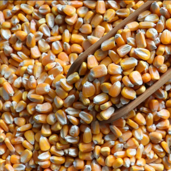 Buy Organic Yellow Corn from Cobra Met Co, Ltd, Cameroon | Tradewheel.com