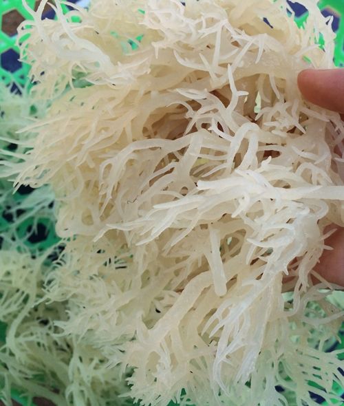 Buy Natural Super Gold Sea Moss from PHUCHUYCO.,LTD, Vietnam ...