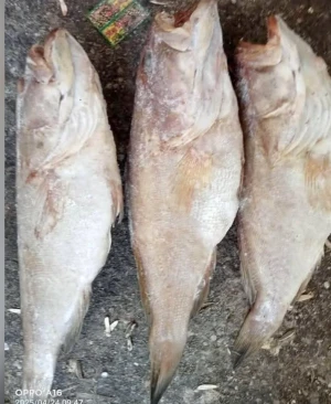 Buy Grouper from PT Savya Coco Provita, Indonesia | Tradewheel.com