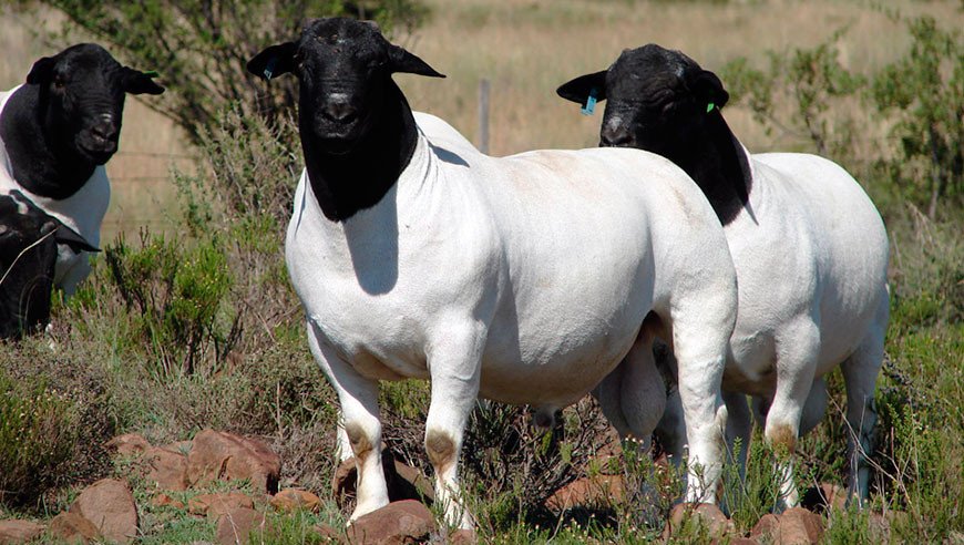 Buy Boer Goat / Merino And Dorper Sheep / Live Goat And Sheep from G ...