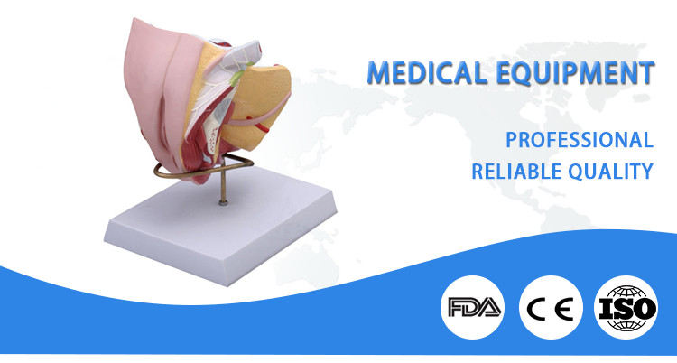 Buy Precision Technology Female Genital Model Realistic Internal Organ ...