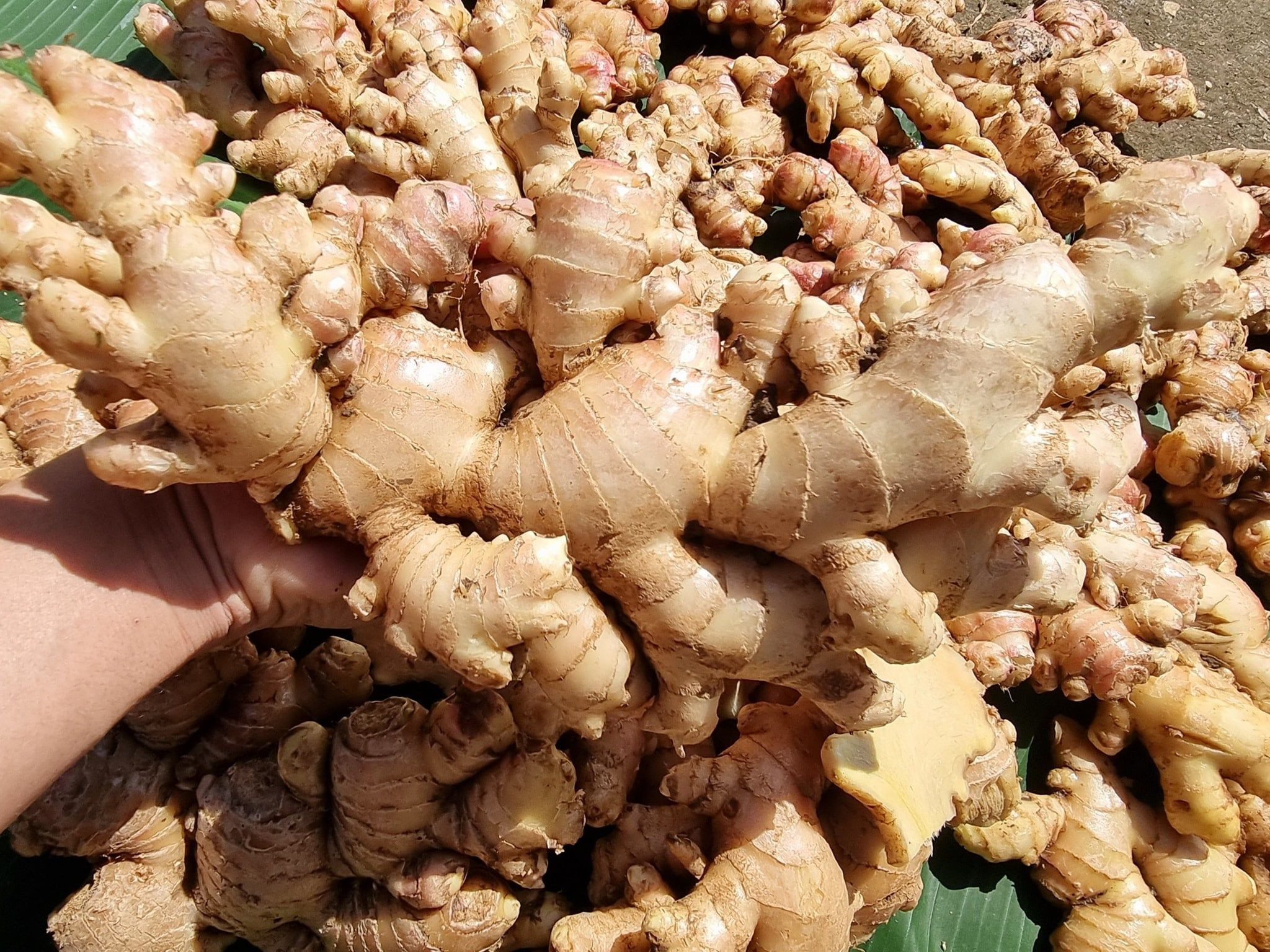Buy Onion, Garlic, Ginger & Pepper For Sale from cameroongreenfarmers ...