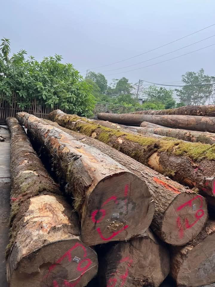 Buy Ash Logs from Eco Edge Company Limited, Tanzania | Tradewheel.com