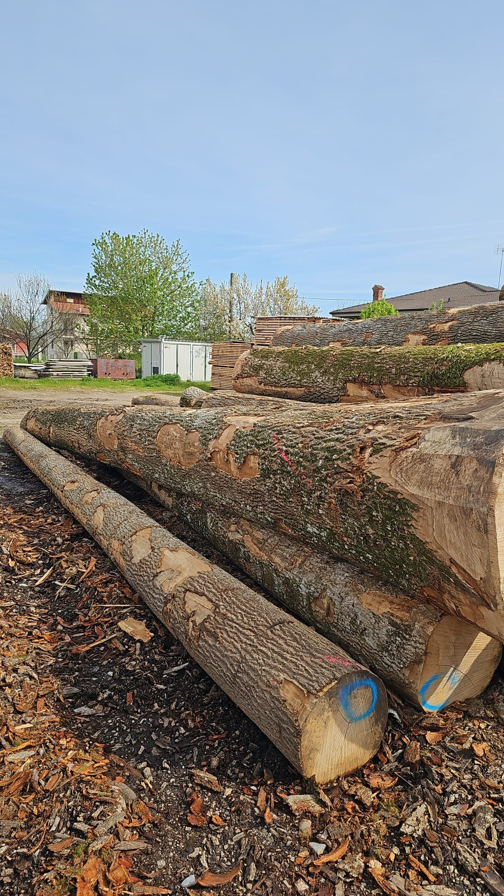Buy High-quality Ash Logs from Eco Edge Company Limited, Tanzania ...