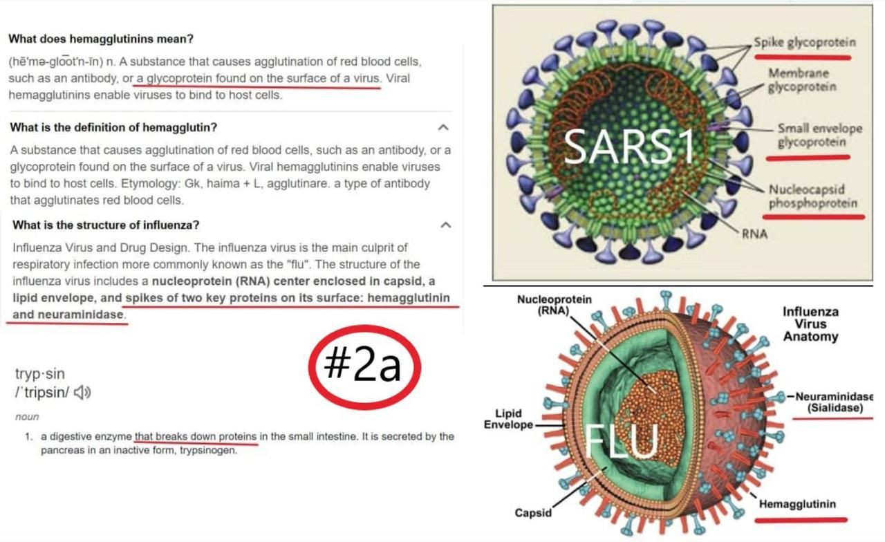Buy Alizin Oral Spray from Skin de Ceragen (SdC) Limited, South Korea ...