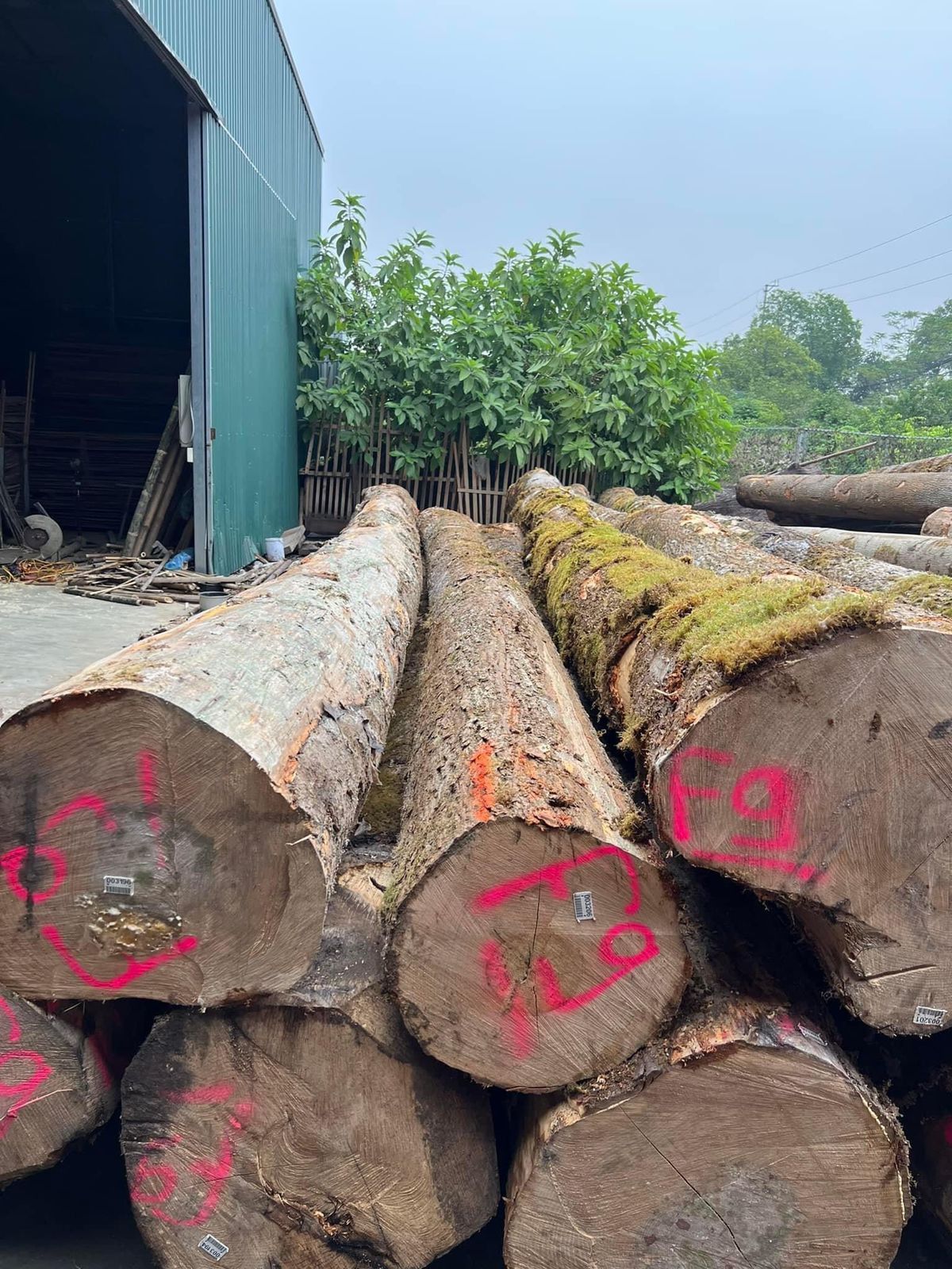 Buy High-quality Ash Logs from Eco Edge Company Limited, Tanzania ...