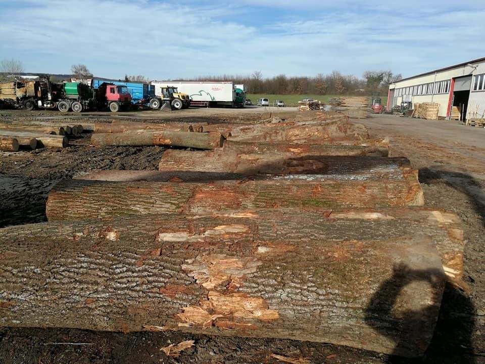 Buy High-quality Ash Logs from Eco Edge Company Limited, Tanzania ...
