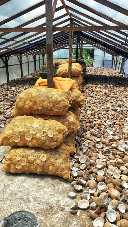 Buy Edible Copra from AGRIA TIGA ASKARA, Indonesia | Tradewheel.com