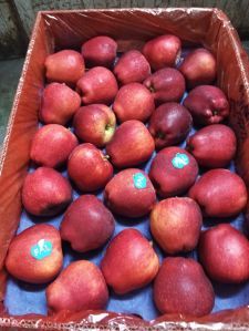 Buy High Quality Fresh Red Delicious Apples Grade A from Bright Future ...