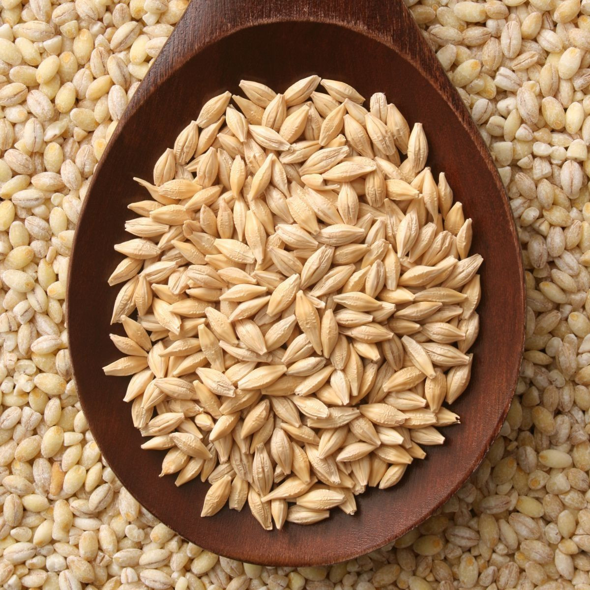Buy High Nutrition Barley Animal Feed For Farm Animals Bulk Supply ...