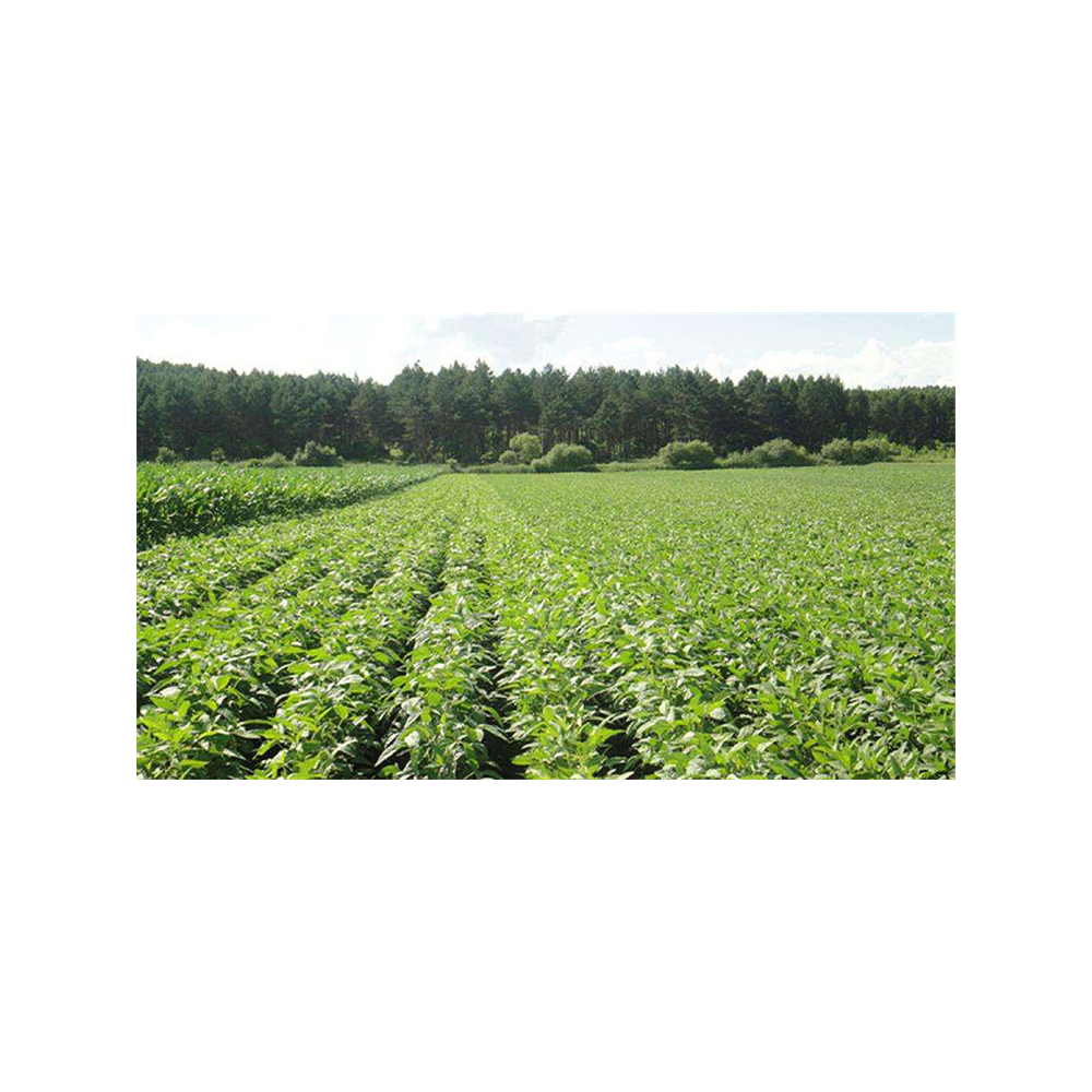 Buy Make Canned Black Beans Black Beans Pakistan Black Vanilla Beans ...