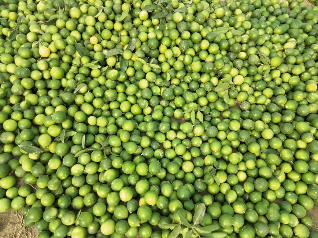 Buy Lemons from FreshHarvest Exports, Pakistan | Tradewheel.com