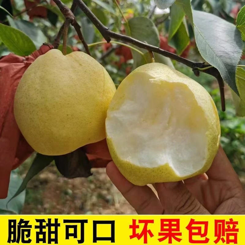 Buy Su Pear / Snow Pear from HongTu group co.,ltd, China | Tradewheel.com