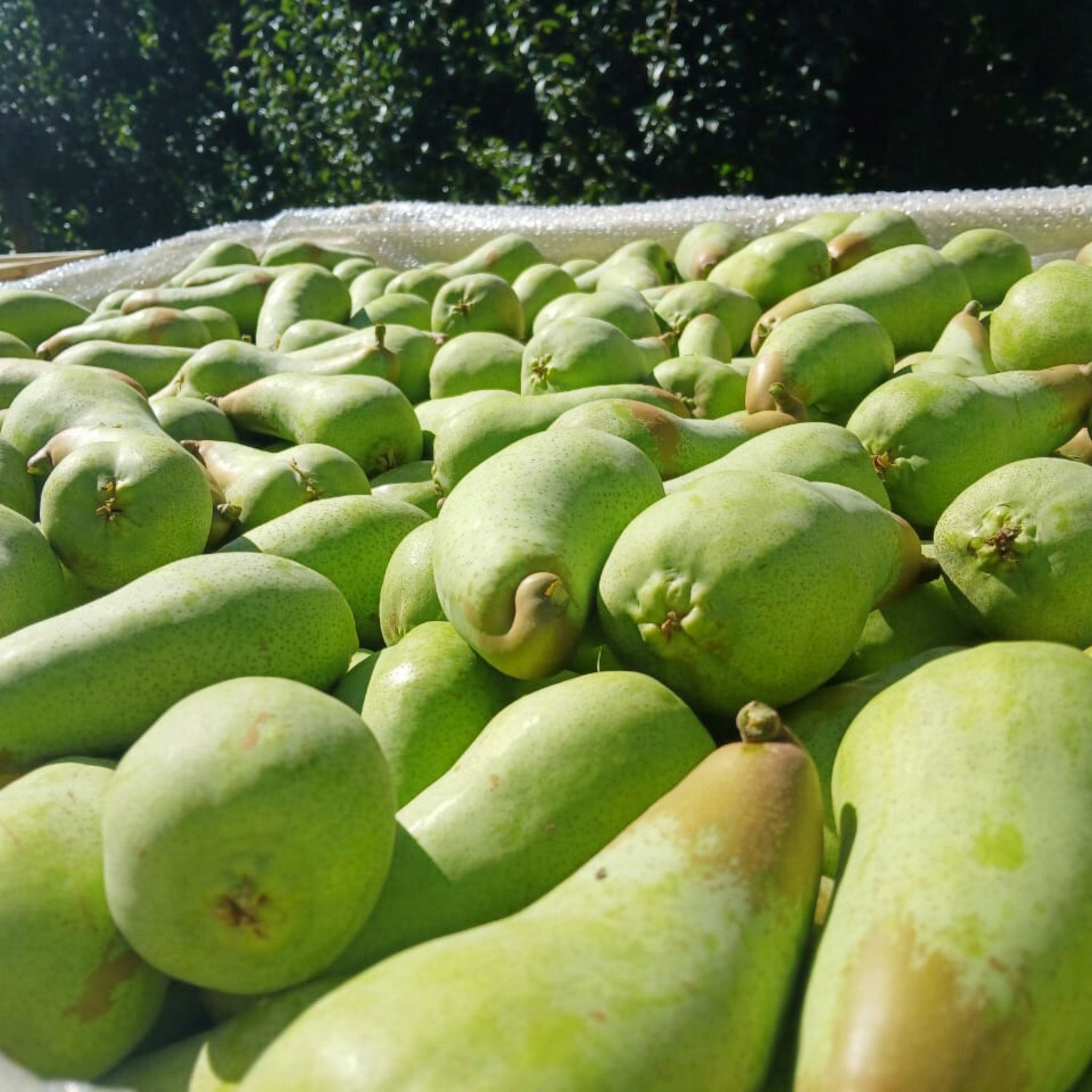 Buy Premium Quility South African Pears from NINE FRUITS EXPORTS (PTY ...