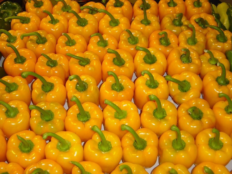 Buy Fresh Capsicum from Green Point for import & export, Egypt ...