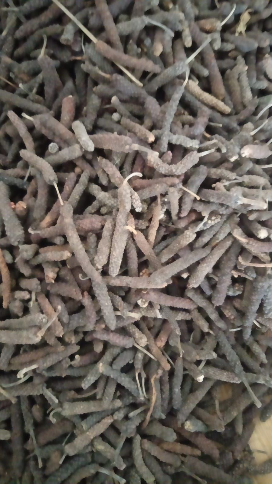 Buy Javanese Long Pepper / Cabai Jawa / Cabai Jamu from Docean Surabaya ...