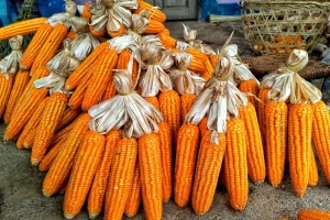 Buy Yellow Maize from Bhone Shwe Yi Min Co.,Ltd, Myanmar | Tradewheel.com
