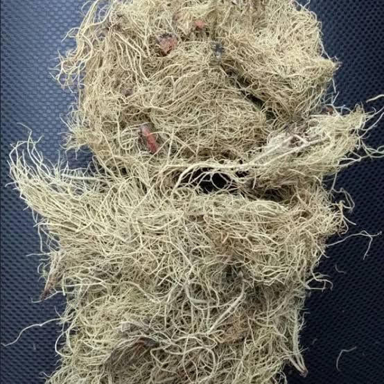 Buy Usnea Barbata Fries (松萝属) from PT.FREWIN TEKNOLOGI ASIA, Indonesia ...