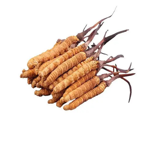 Buy Cordyceps Extract Vacuum Packed Bottle Silkworm 24 Months Shelf ...