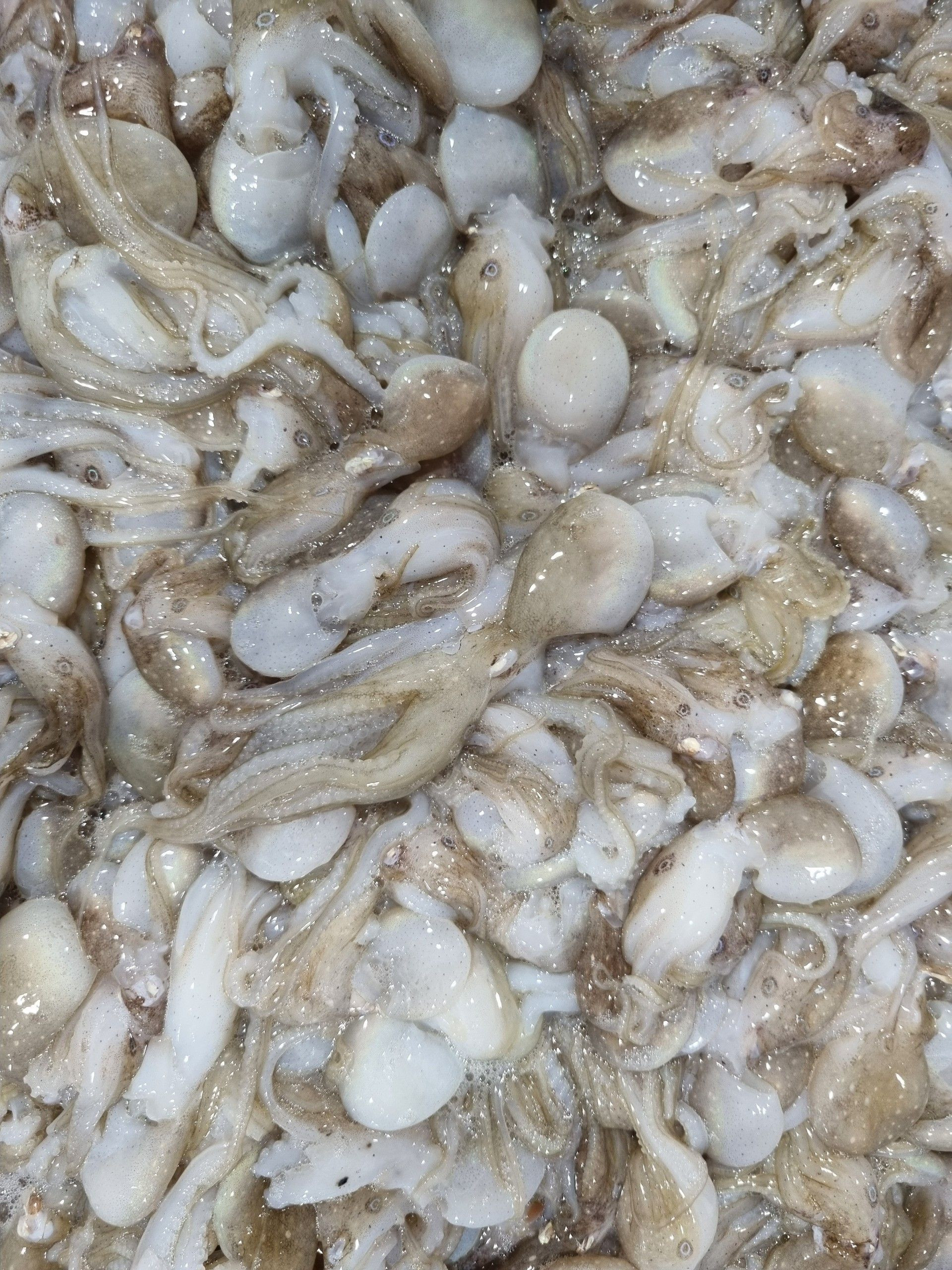 Buy Baby Octopus from BASEAFOOD 2 COMPANY, Vietnam | Tradewheel.com