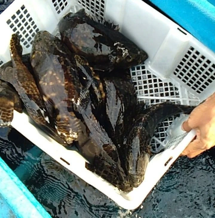 Buy Grouper from Cultivatoe Indonesia, Indonesia | Tradewheel.com