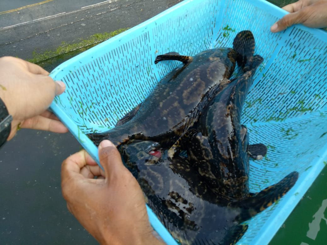 Buy Grouper from Cultivatoe Indonesia, Indonesia | Tradewheel.com