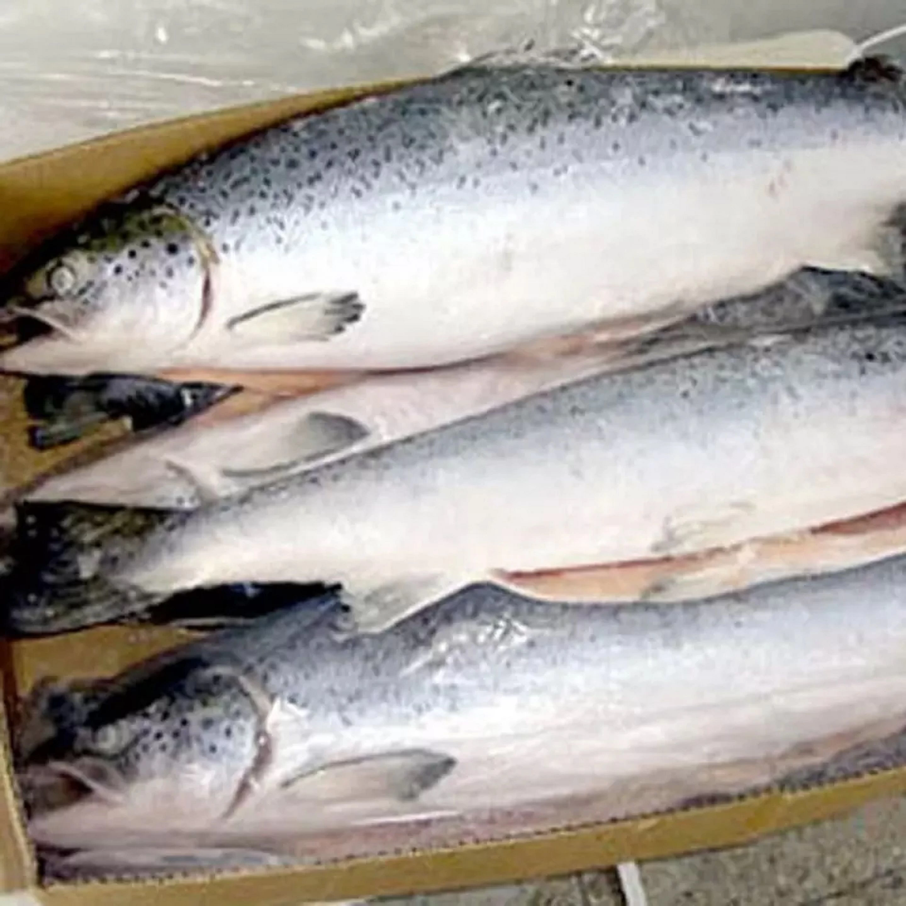 Buy King Salmon Fish from DOX GMBH, Germany | Tradewheel.com