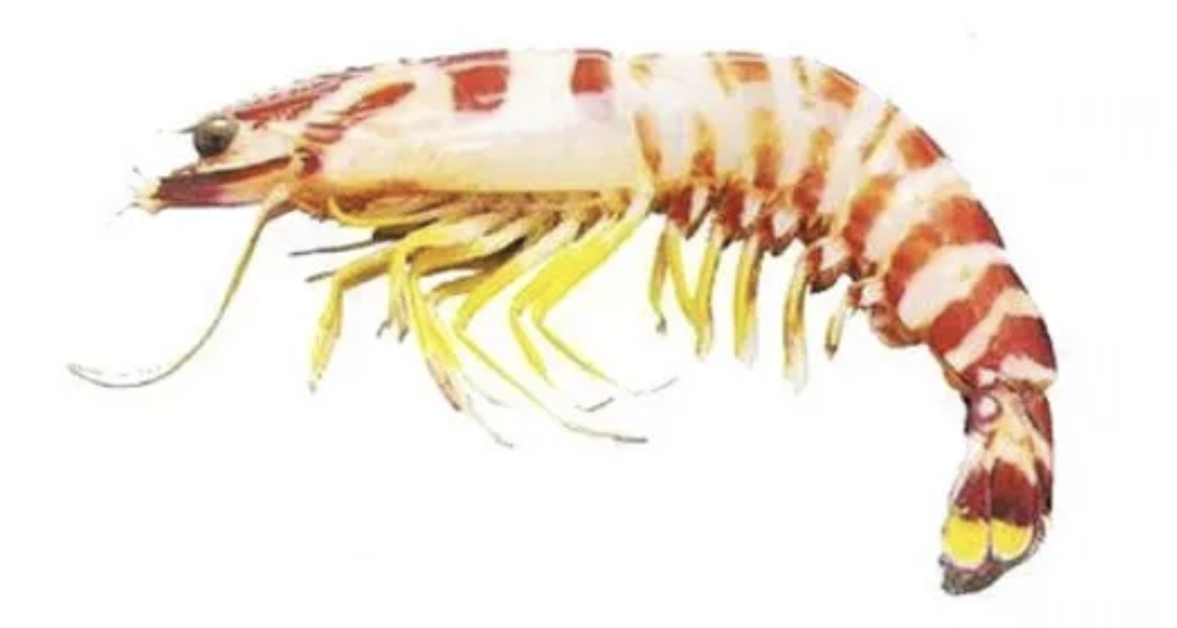 Buy Flower Shrimp from Friends International, Pakistan | Tradewheel.com