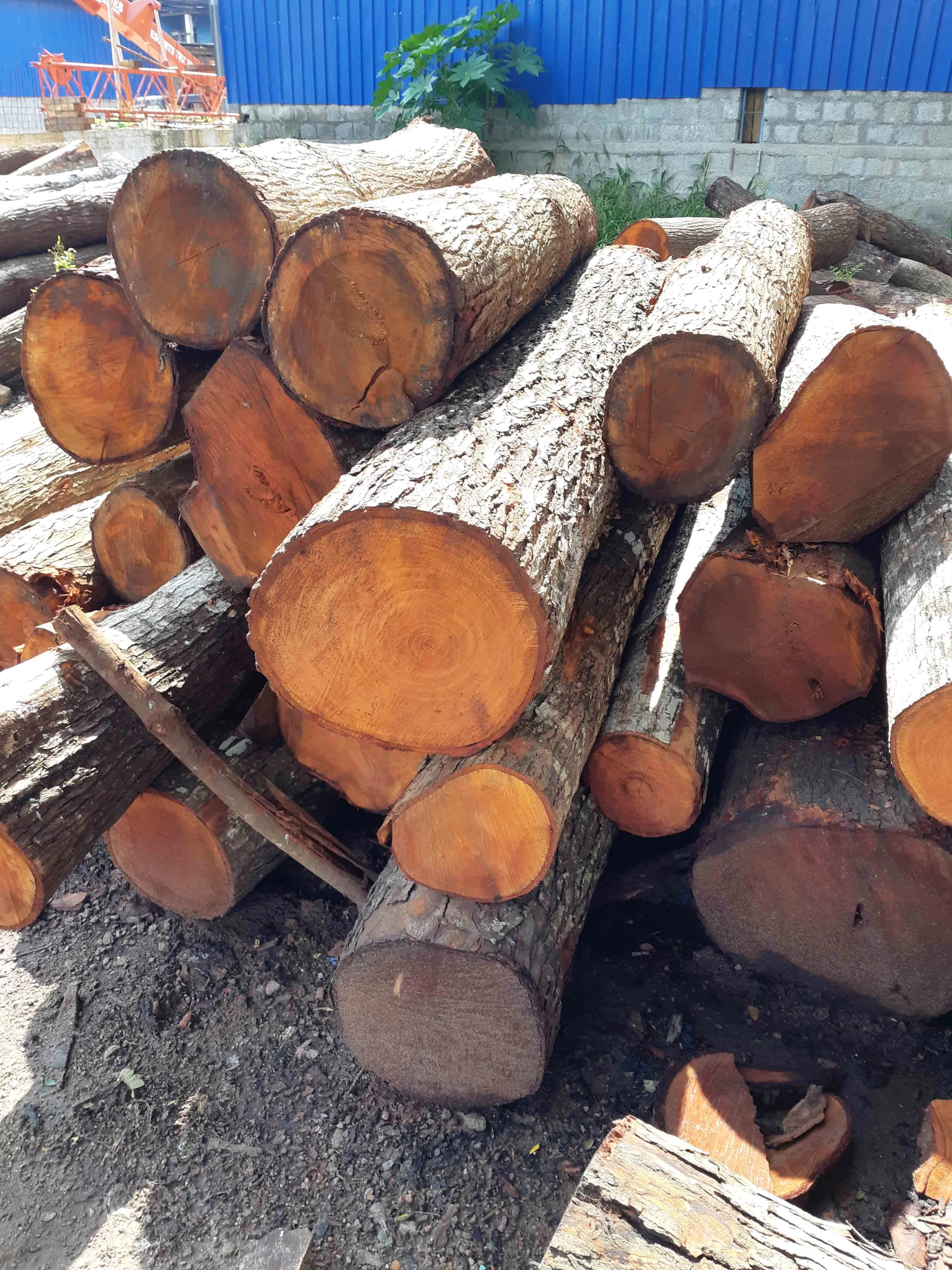 Buy Mahogany Wood Logs from UCC Co., Ltd, Qatar | Tradewheel.com