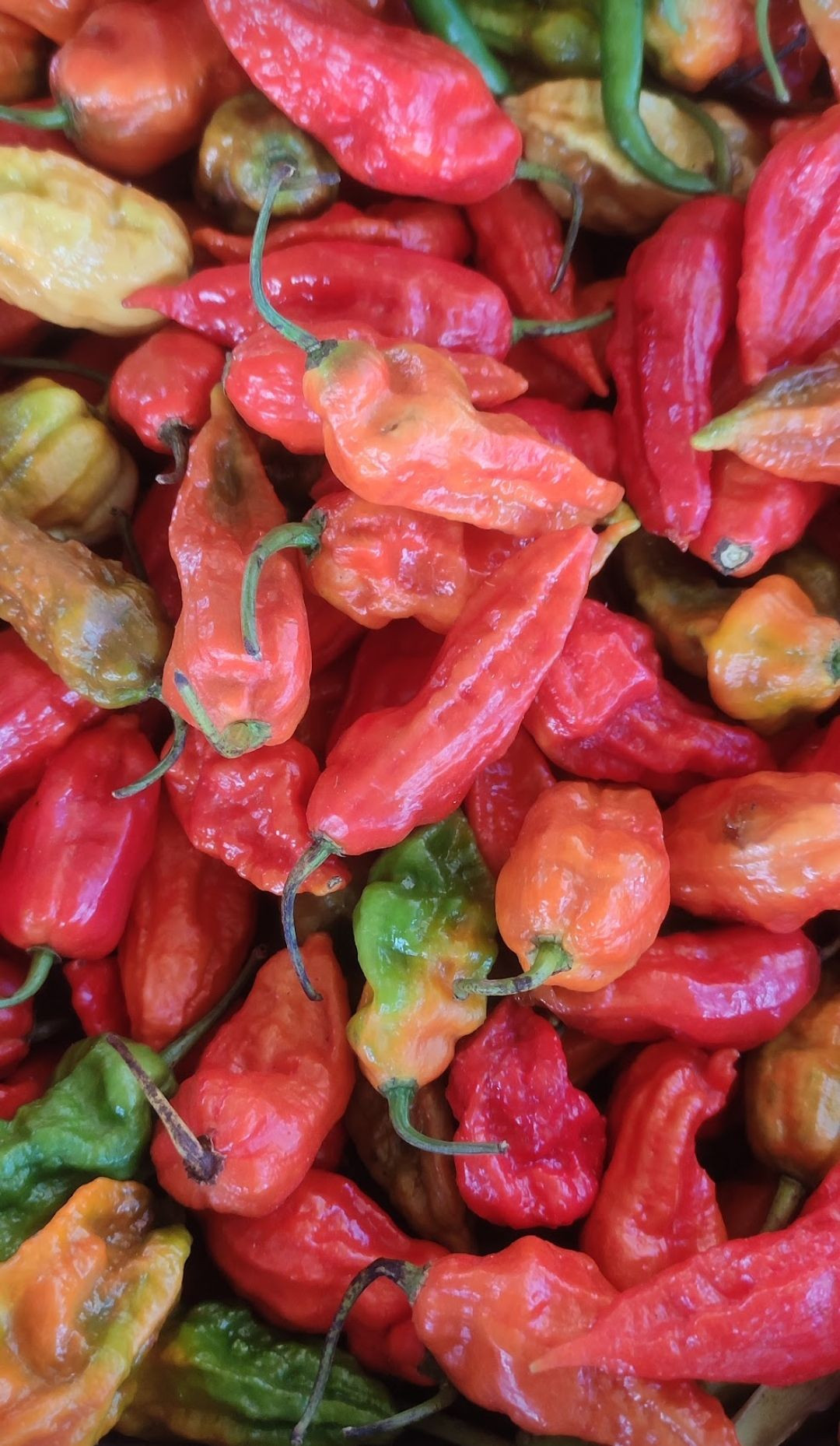 Buy Naga King Chilli/ghost Pepper from Naga farmers group, India ...