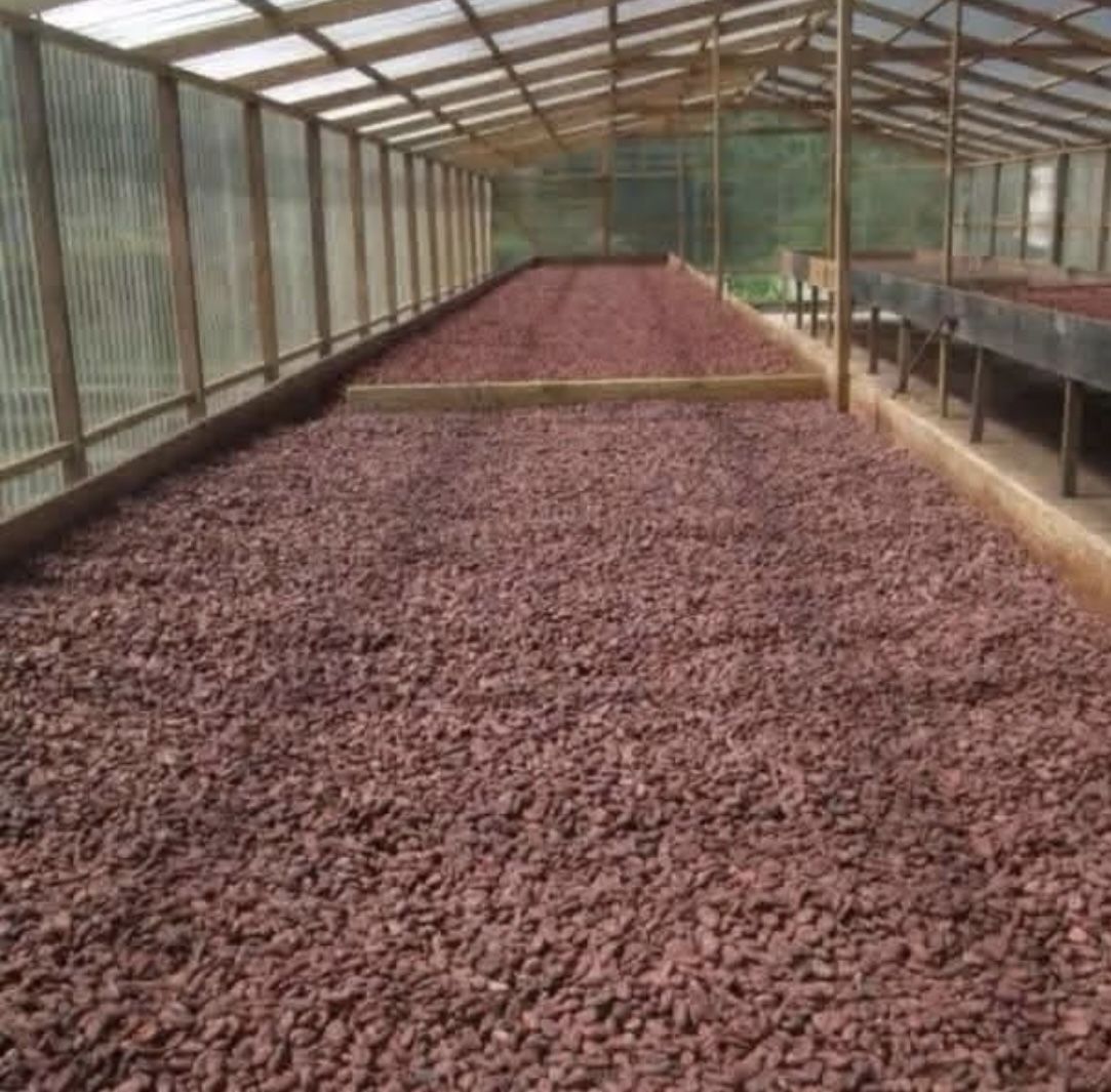 Buy Dry Cocoa Beans from MAAKITY LLC, USA | Tradewheel.com